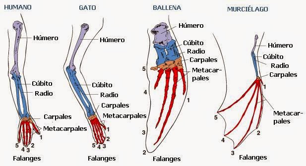 Km 130: Todas las criaturas grandes y pequeñas y el encinar cantábrico