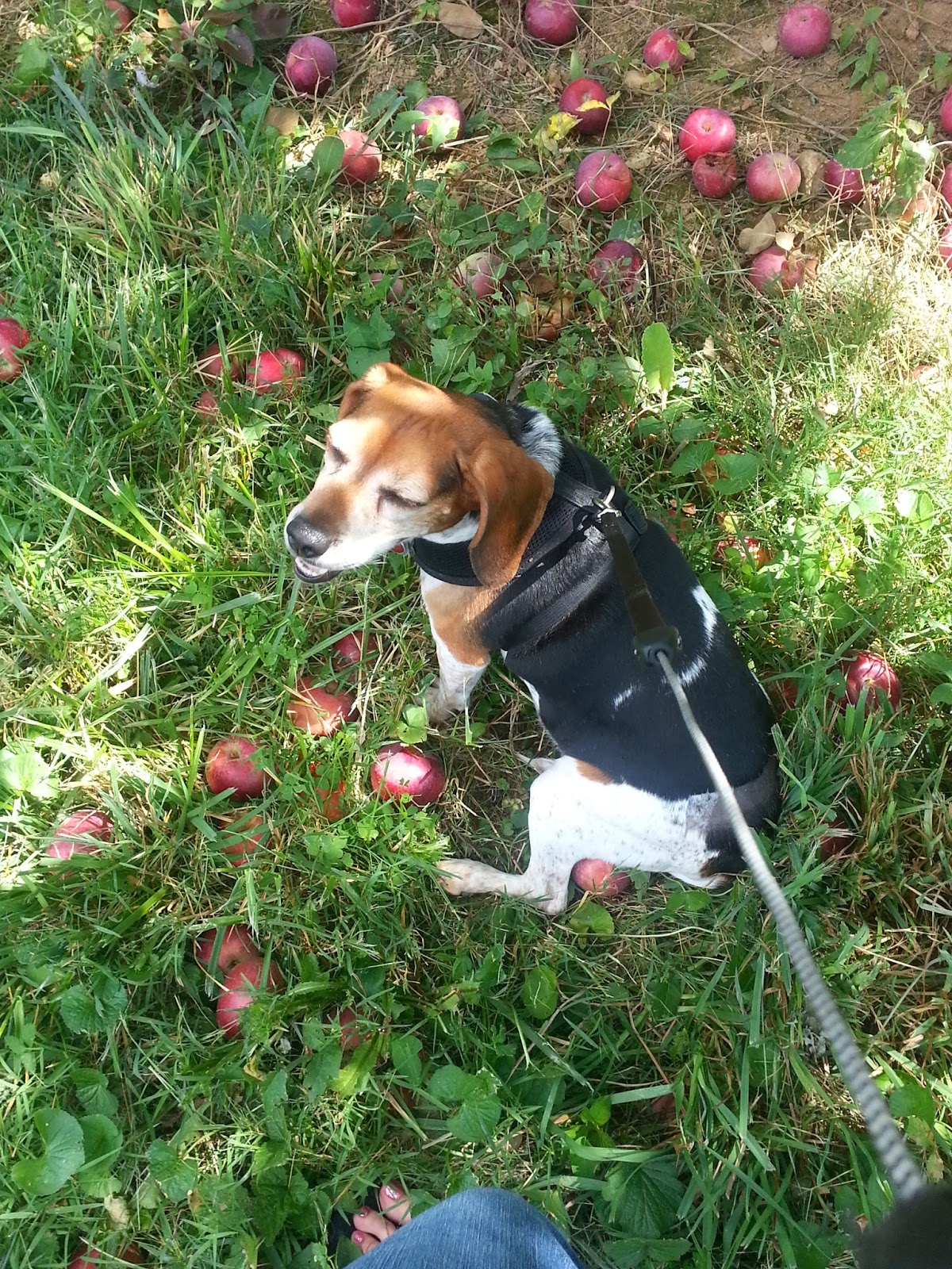 Life With Beagle: Beagle of the week: Pebbles the rescue, plus beagle ...
