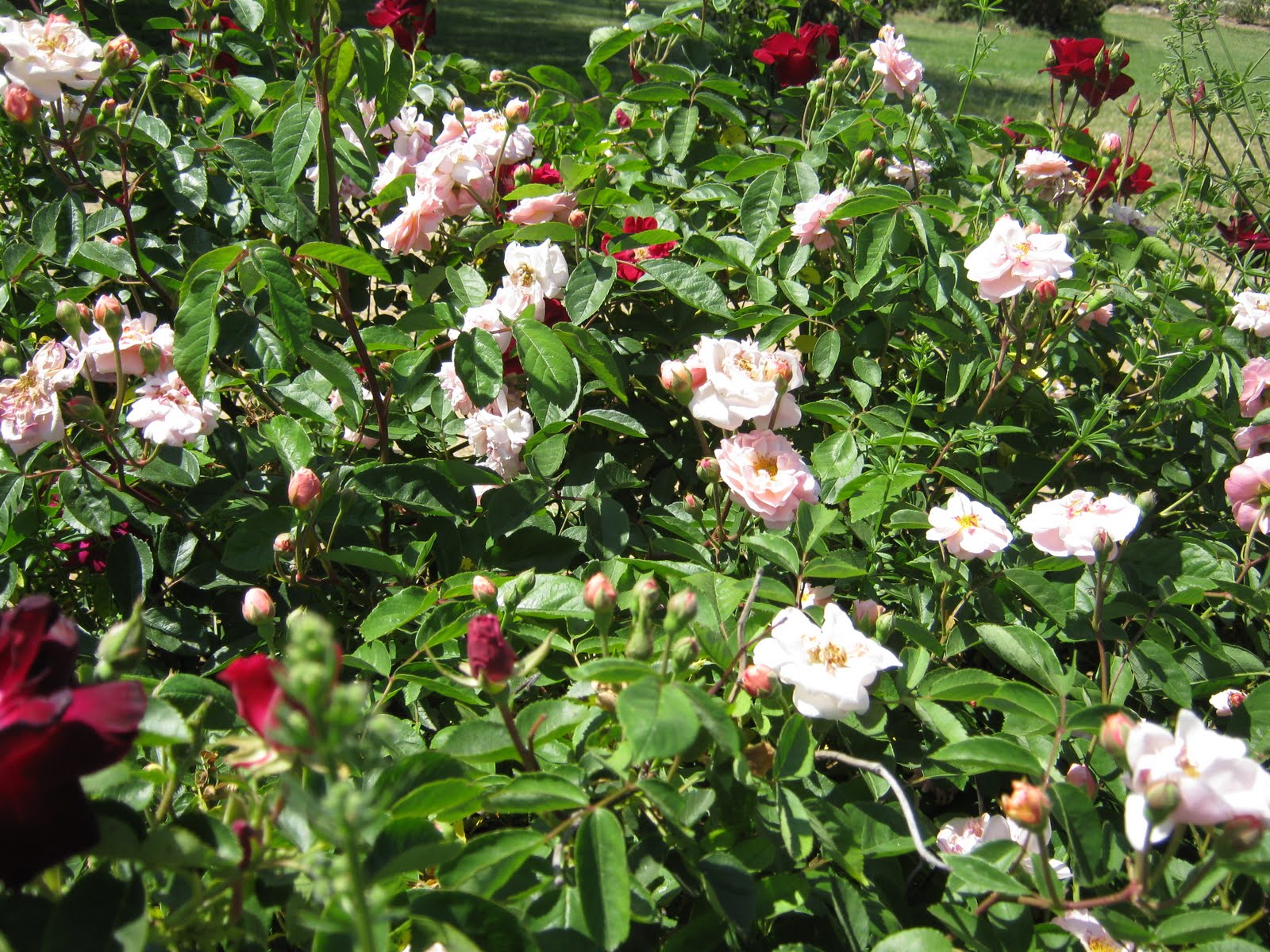"Eurimbla" Roses: Cornelia and Moonlight