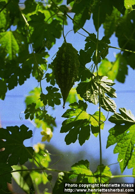 Khasiat Pokok Peria - Petua Sejagat