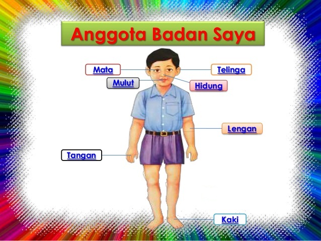 Anggota Badan Manusia ~ Lets Learn Science