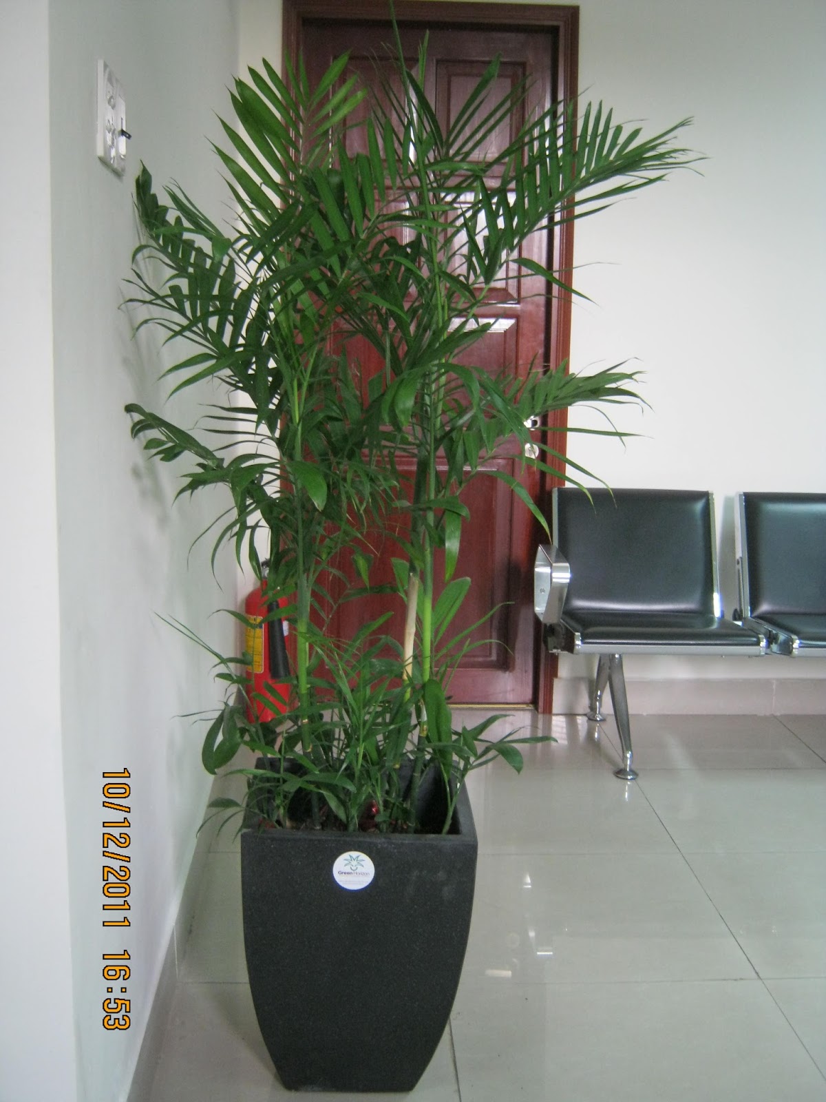 CÂY CAU HAWAI: CÂY CAU HAWAI