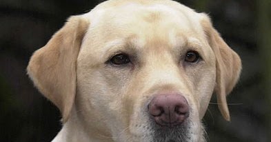 Breeds Dog: Cryptococcosis Infection in Dogs