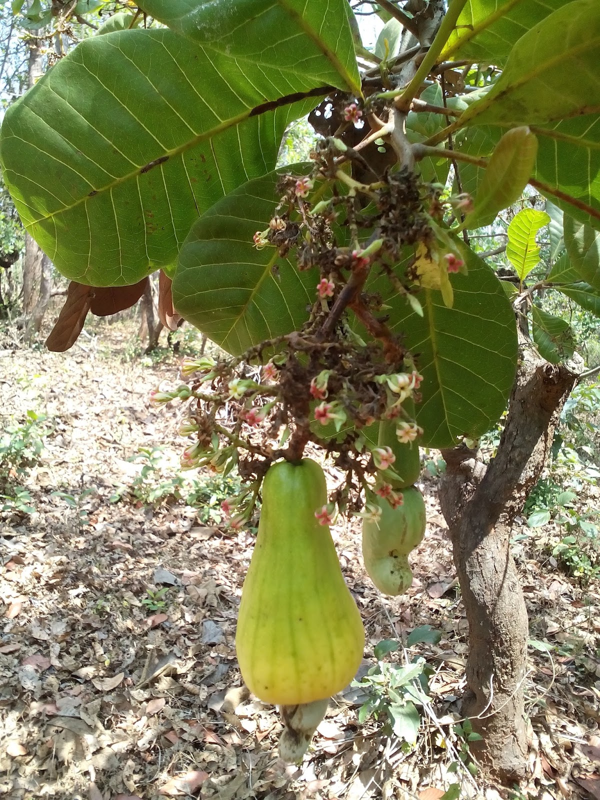 Back to the soil: Cashew season begins