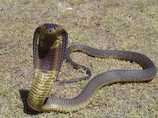 Egyptian Asp | Snakes