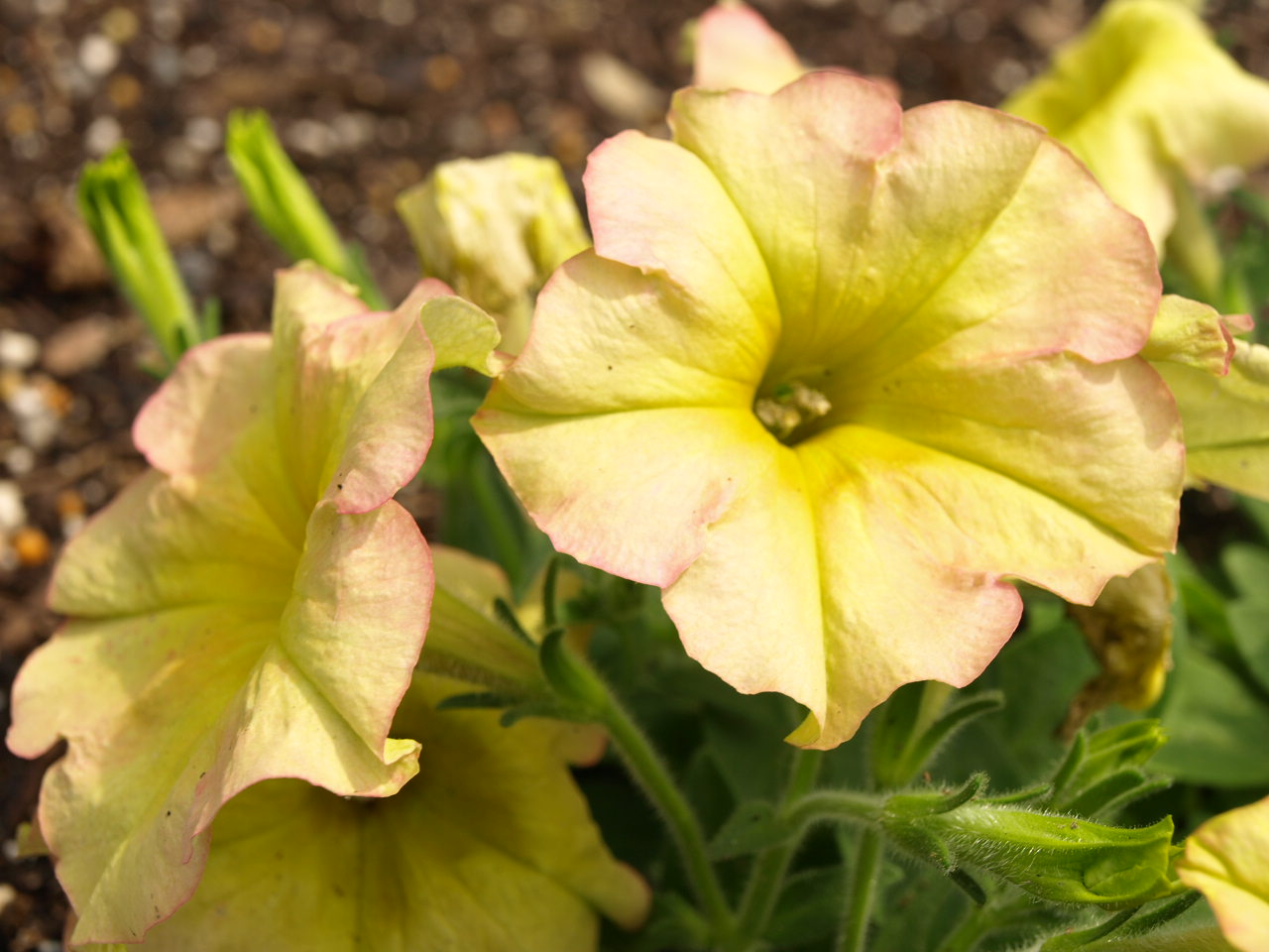 Strange's Garden Center: New & Exciting in Summer Color