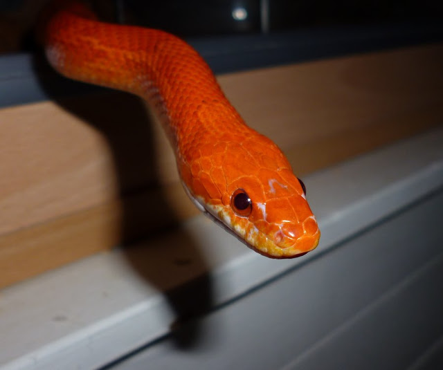 Our Beautiful World: Beautiful red snakes