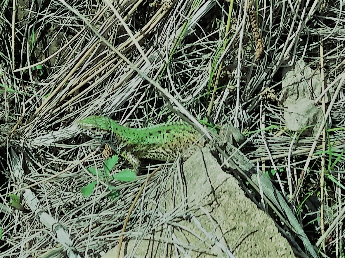 NORDUL EXTREM: NĂPÂRCA