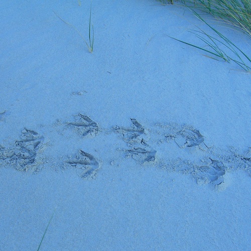 Theobrominated: A transect of Stewart Island