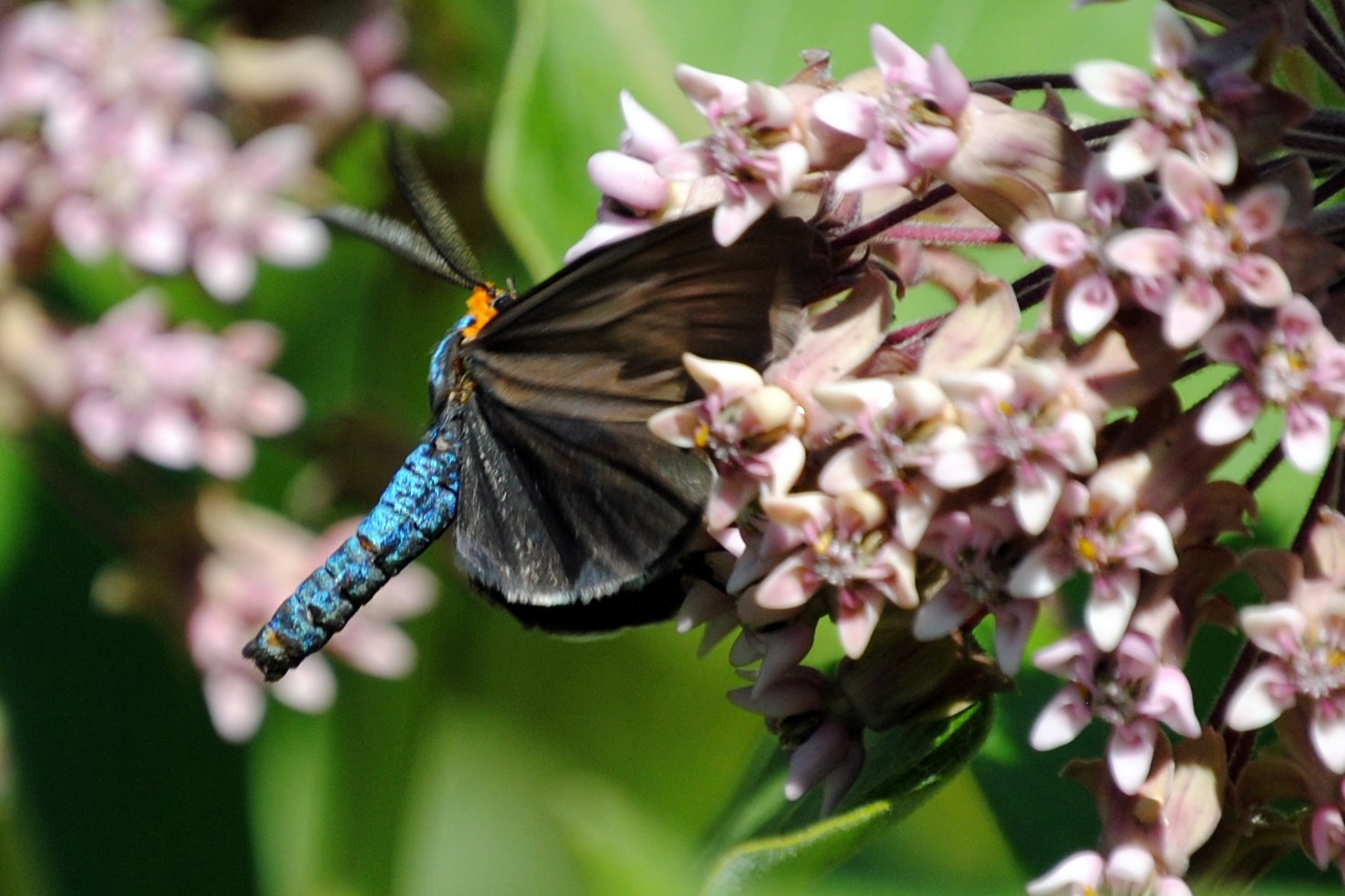 Field Notes and Photos: Virginia Ctenuchid, Diurnal Moth.