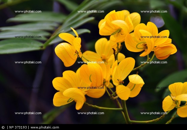 Cássia do Nordeste (Acássia) - Senna Spectabilis