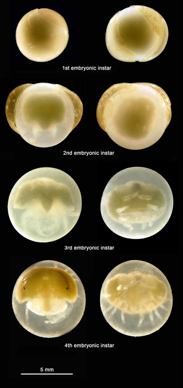 Fossil CSI: Understanding horseshoe crab palaeoecology