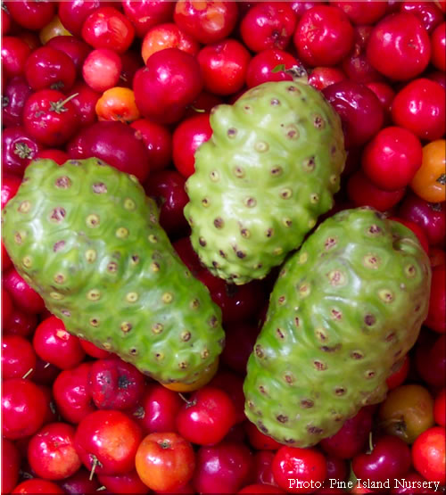 The culture of eating Noni fruit