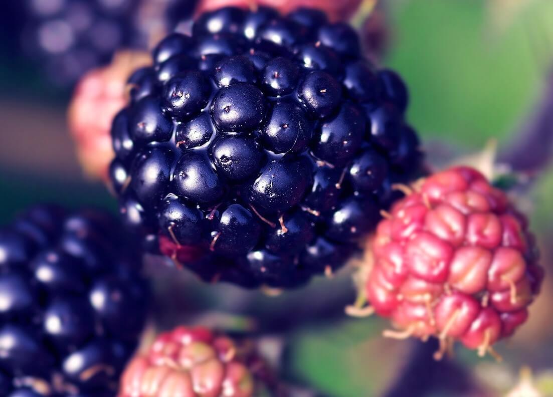 Nutricionista Isabel Krempel: Alimentos da Cor Roxa