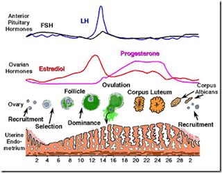 Siklus Estrus pada Hewan - Mydokterhewan