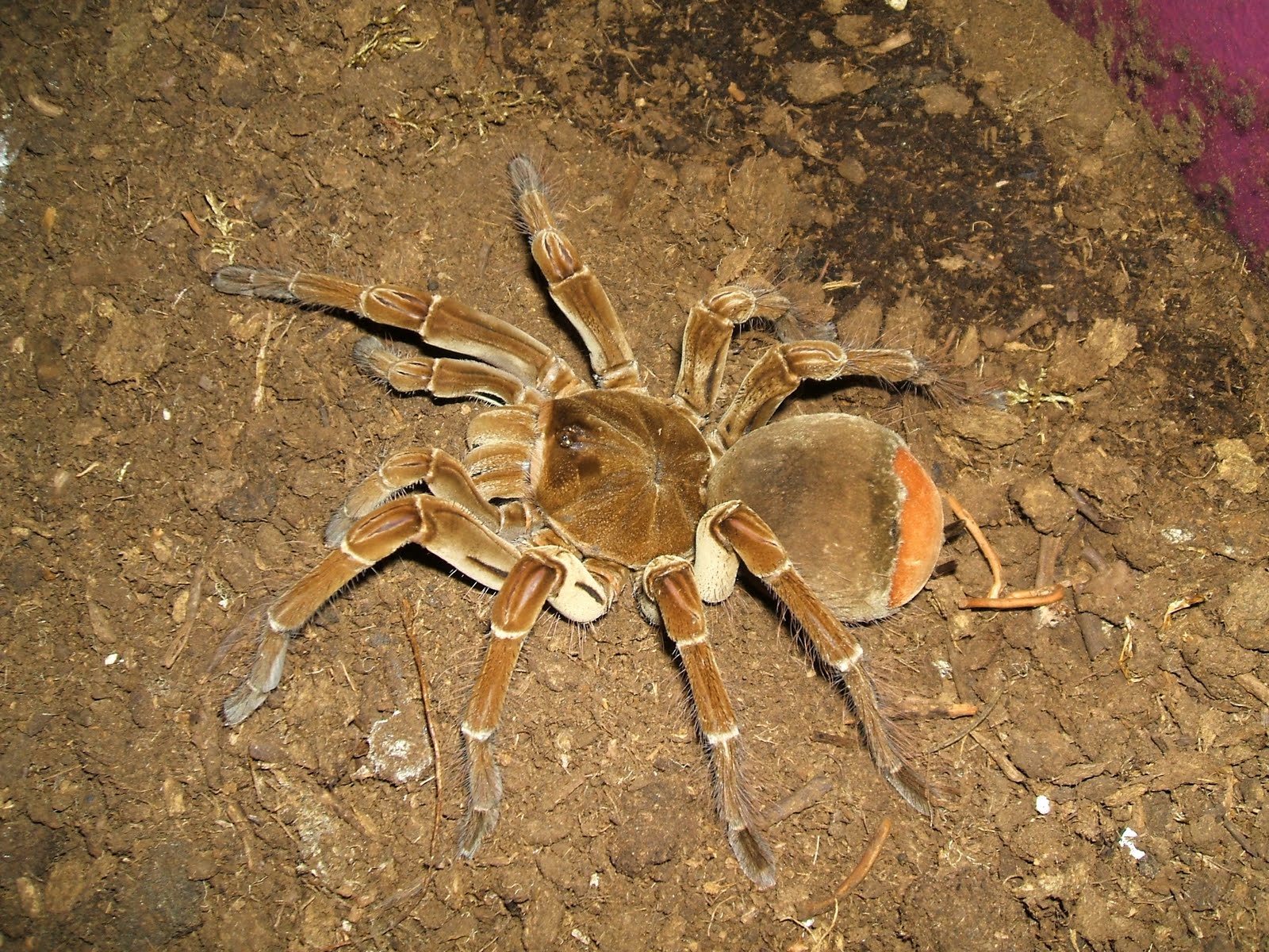 Animales en el Planeta: La tarántula gigante, tarántula Goliat o ...