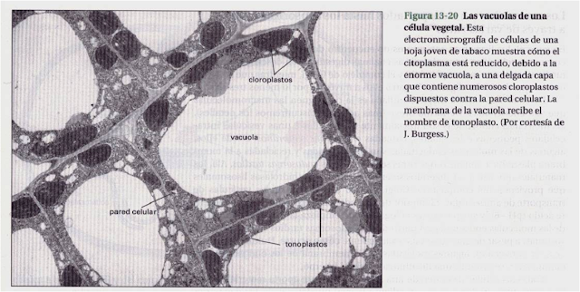 Vacuolas ~ CITOLOGÍA