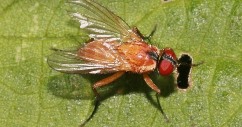 Variety of Life: Muscidae