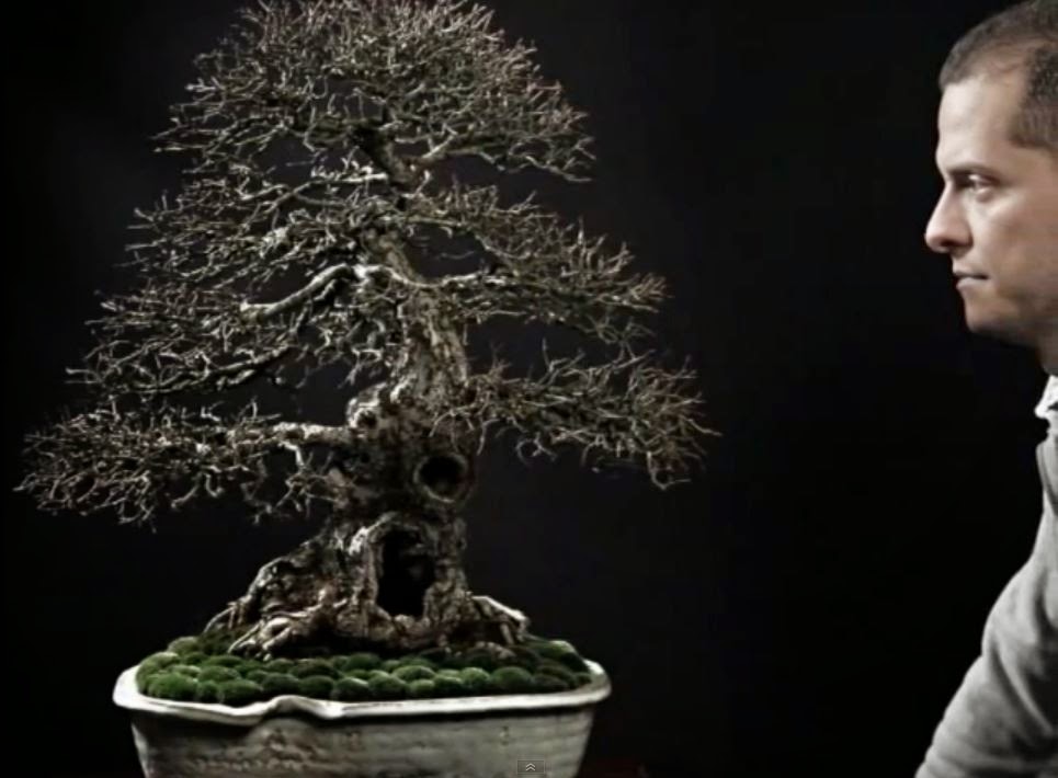 Evoluzione Bonsai : DAVIDE CARDIN - BONSAI DI OLMO - ULMUS MINOR - VIDEO