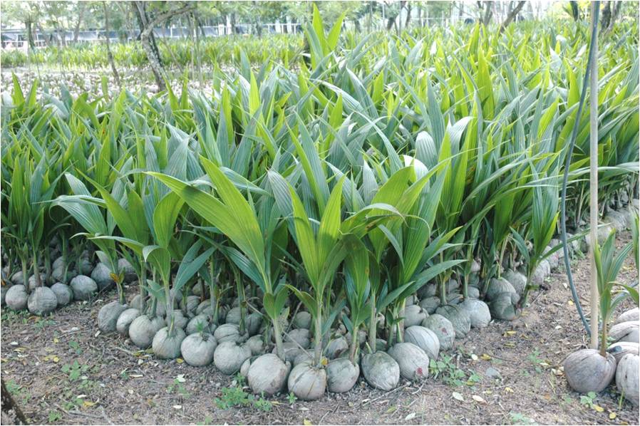 Talking about Passions