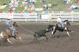 todo tipos de caballos