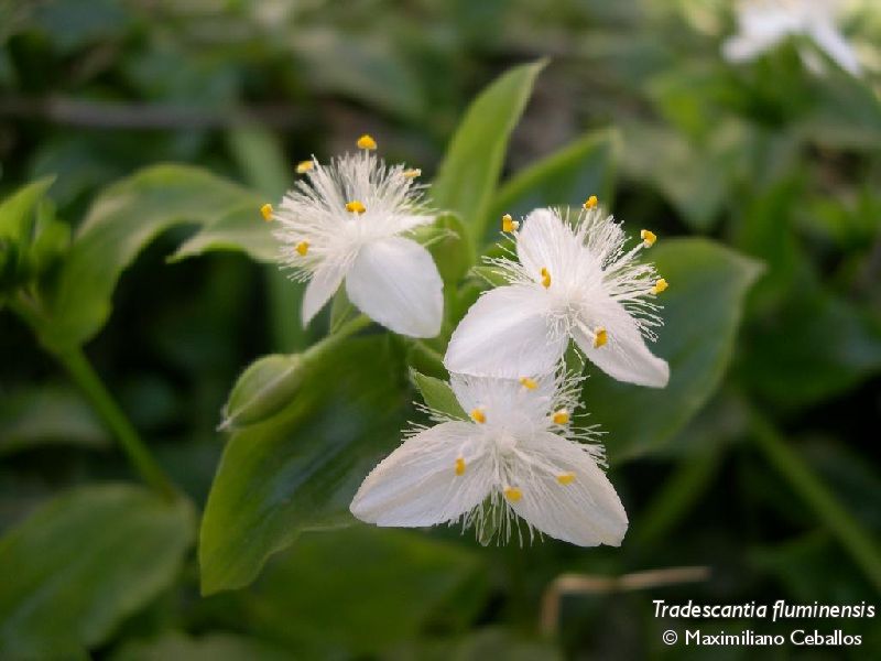 Argentina nativa: Flor de Santa Lucía (Tradescantia fluminensis)