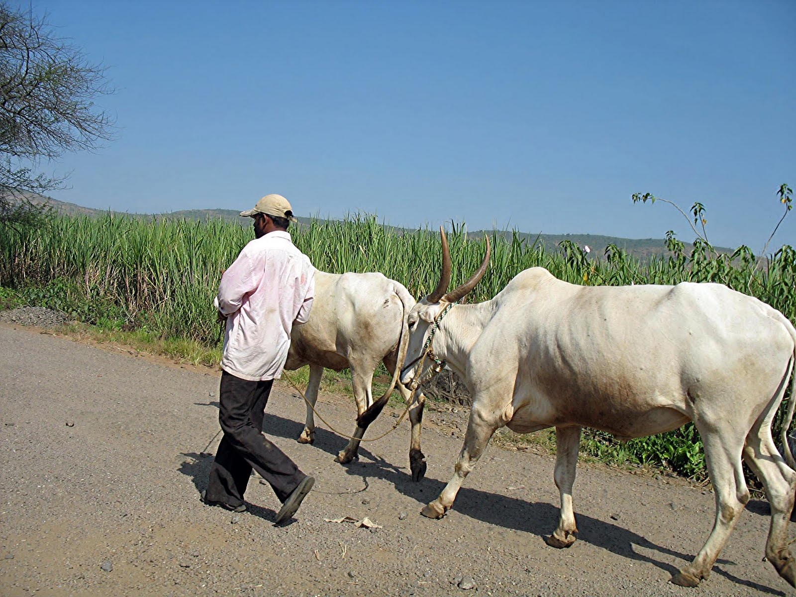 Stock Pictures: Cowherds in Rural India