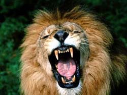 K'RANT: Leeu brul ons by die paal op