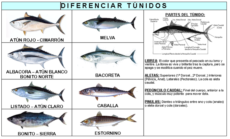 PESCA CINTINA: Tipos de atunes