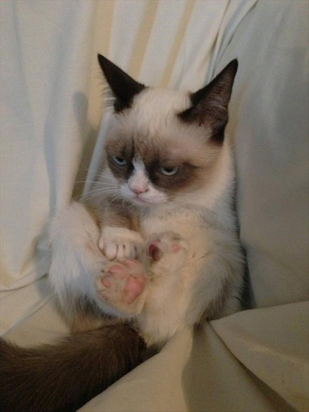 Crazy, Lazy, Silly and Strange: Grumpy cat...