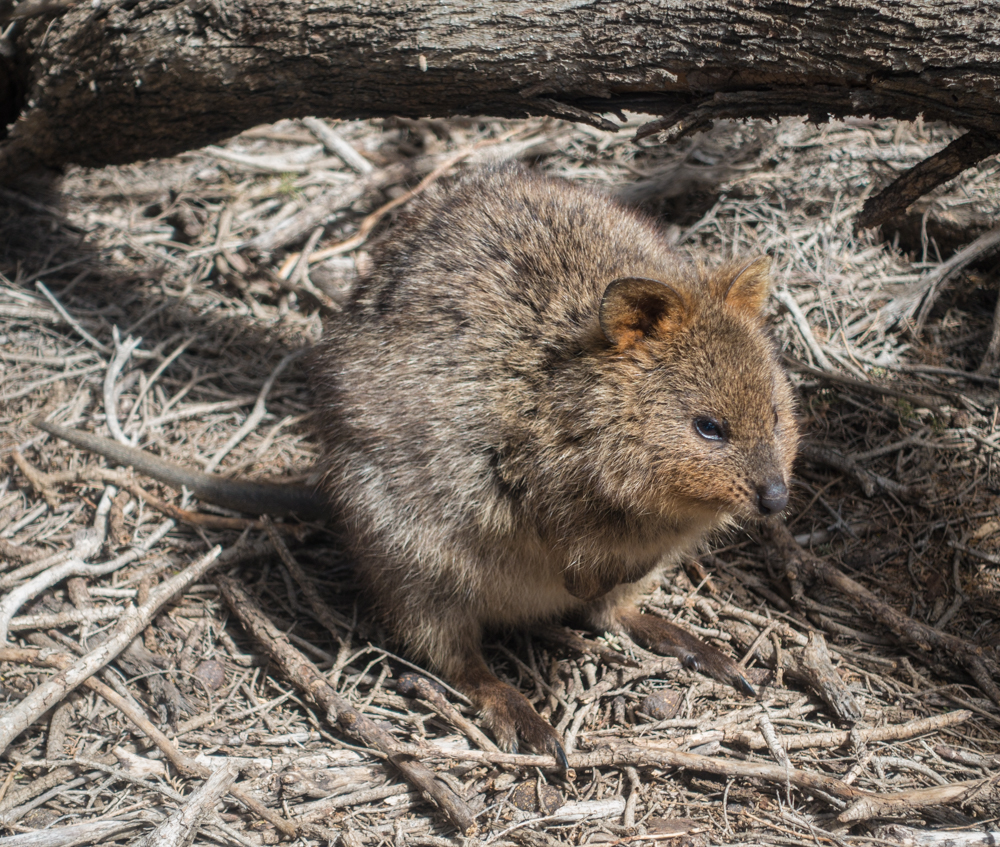 The Quokkas of Rottnest and early European encounters with marsupials