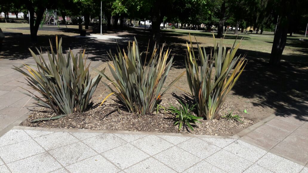 OFICINA DE PRENSA MUNICIPALIDAD DE PEHUAJO: Reposición de ejemplares y ...