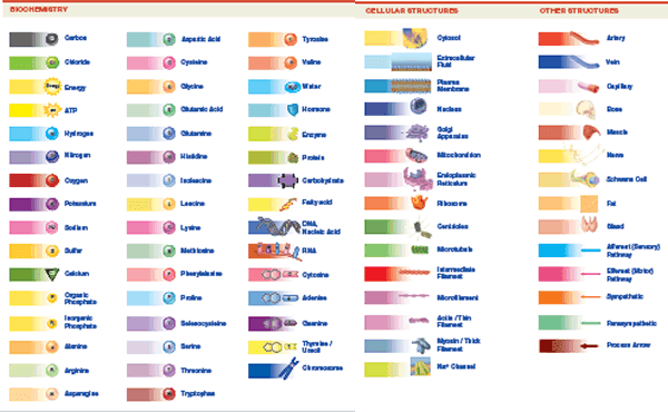 Anatomy & Physiology: Color is the Key to Student Success in A&P