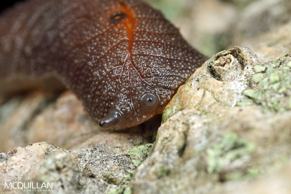 Bryce McQuillan Macro Photography: Slugs/Snails and Velvet Worms