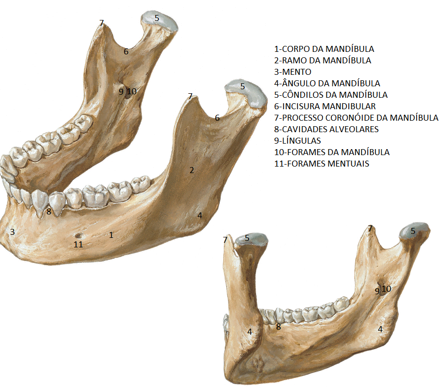 ESTUDOS ÁREA DA SAÚDE - Sara Dall'Alba: ANATOMIA - OSTEOLOGIA CRÂNIO ...