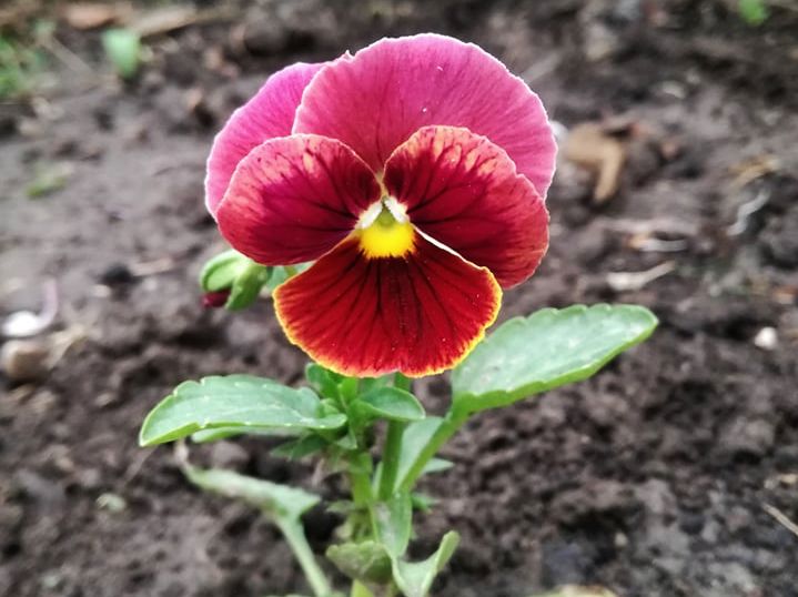 cele patru anotimpuri: Panseluţă