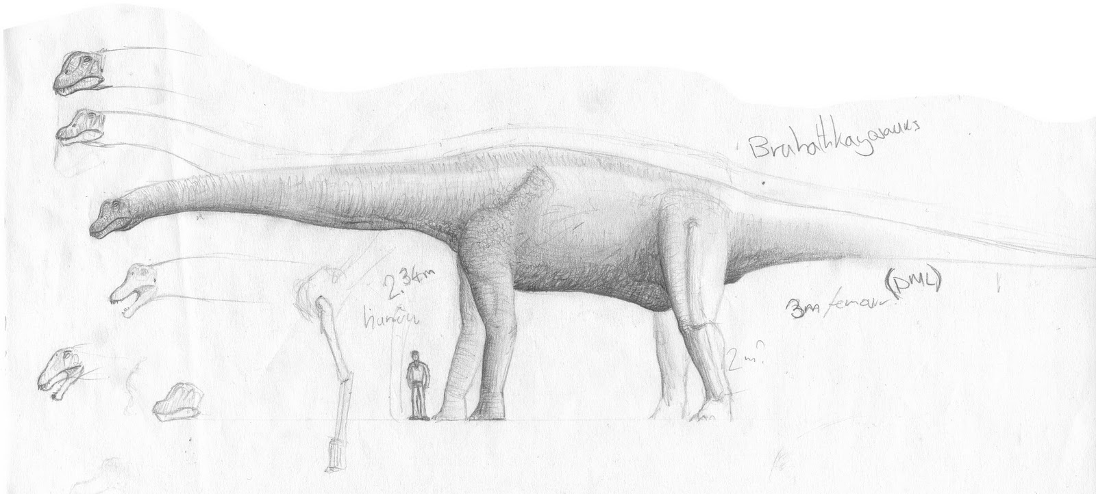 Bruhathkayosaurus Fossils