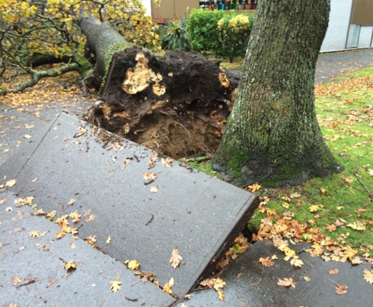 Ephemera: A Farewell to Trees - Leopard and Green