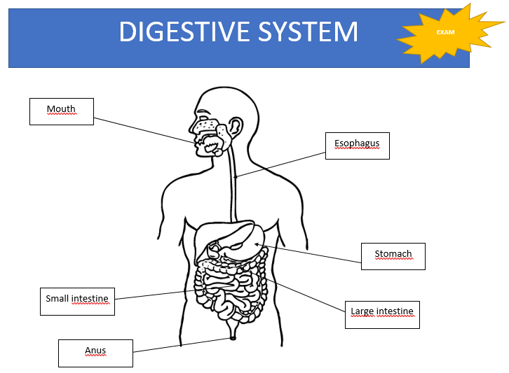 El Rincón del Pequeprofe