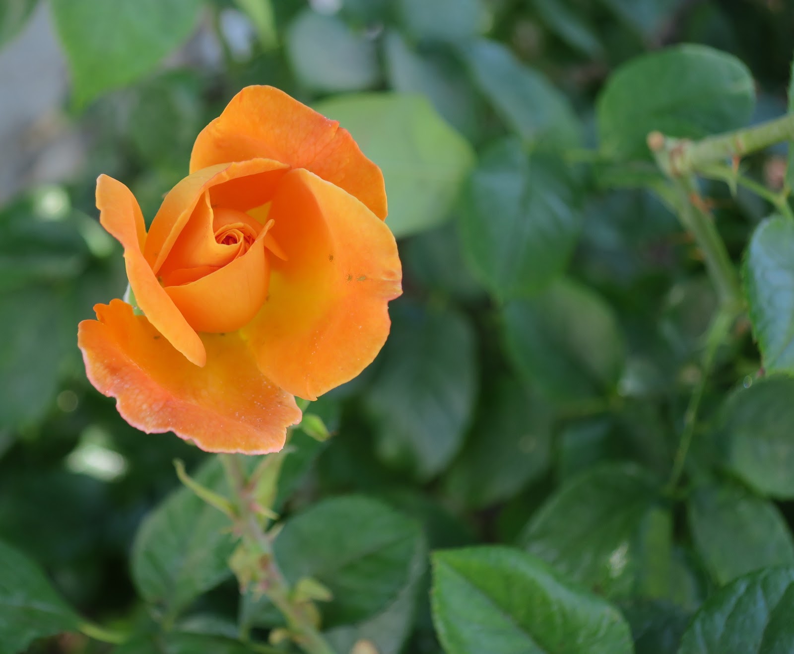 Living Rootless: Mexico City: The Caravan: The Roses Left Behind