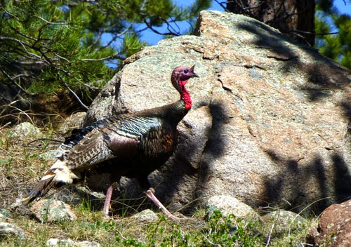 Wild Turkey Fever: British Columbia Turkey Roundup