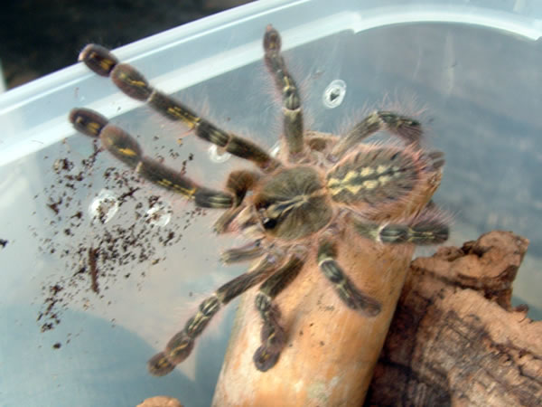 Tarantula Species