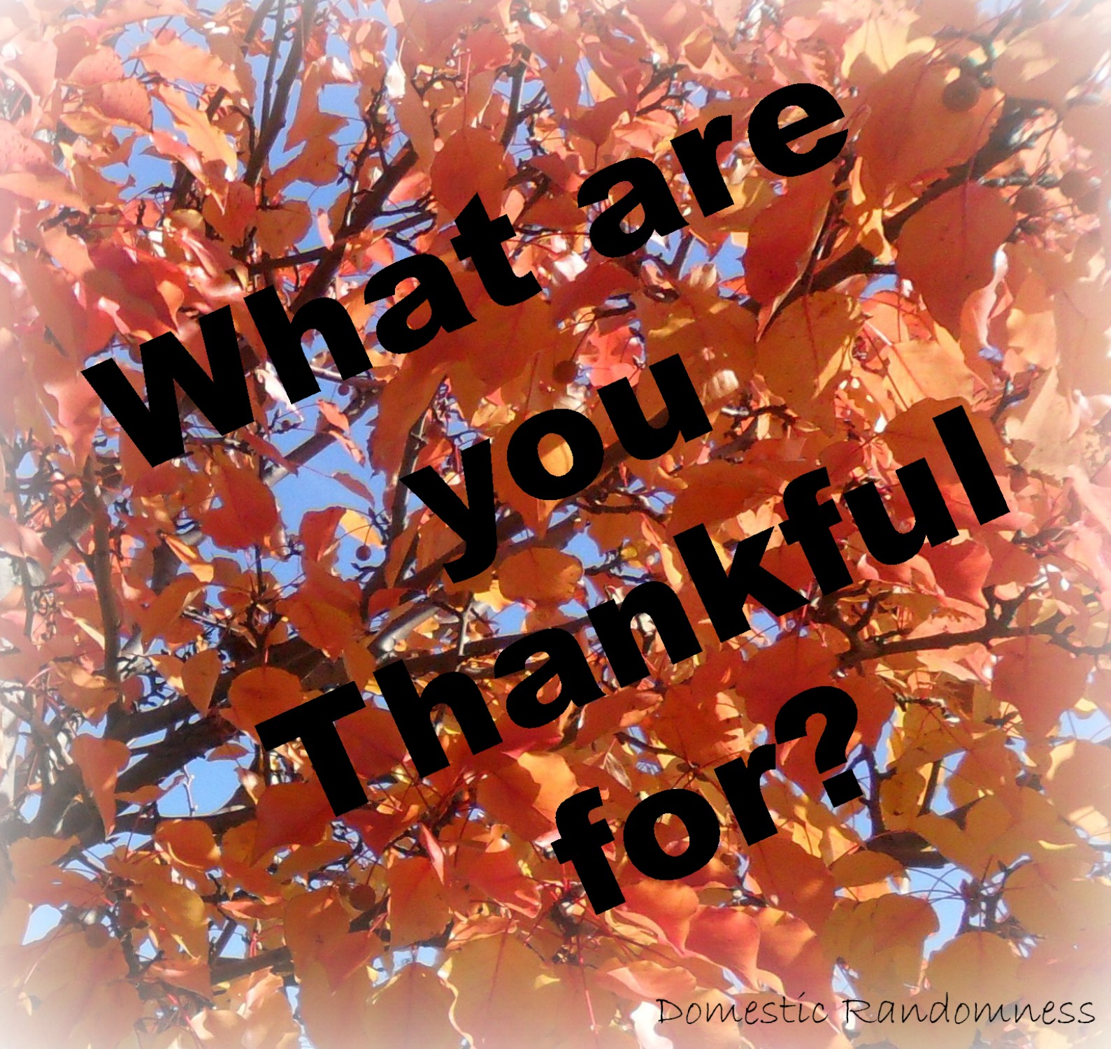 Domestic Randomness: What are you Thankful for?