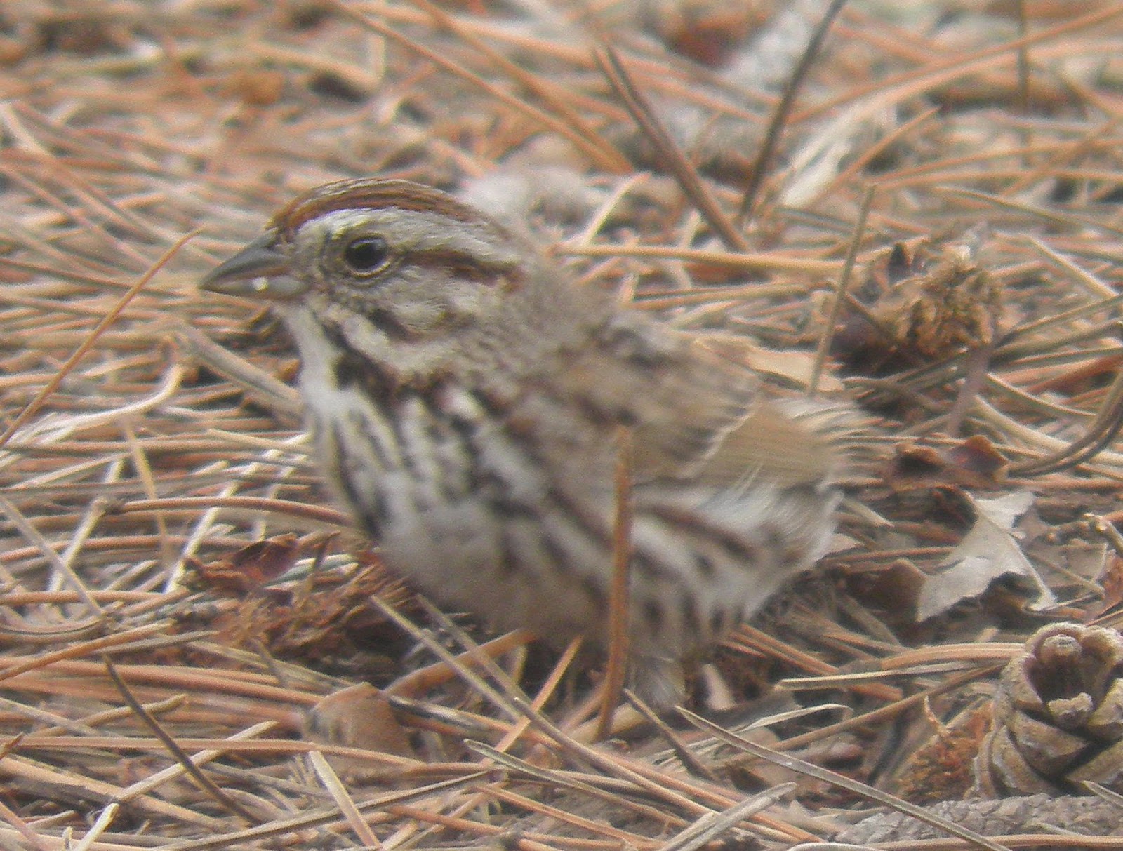 There are a lot of different sparrows in Michigan