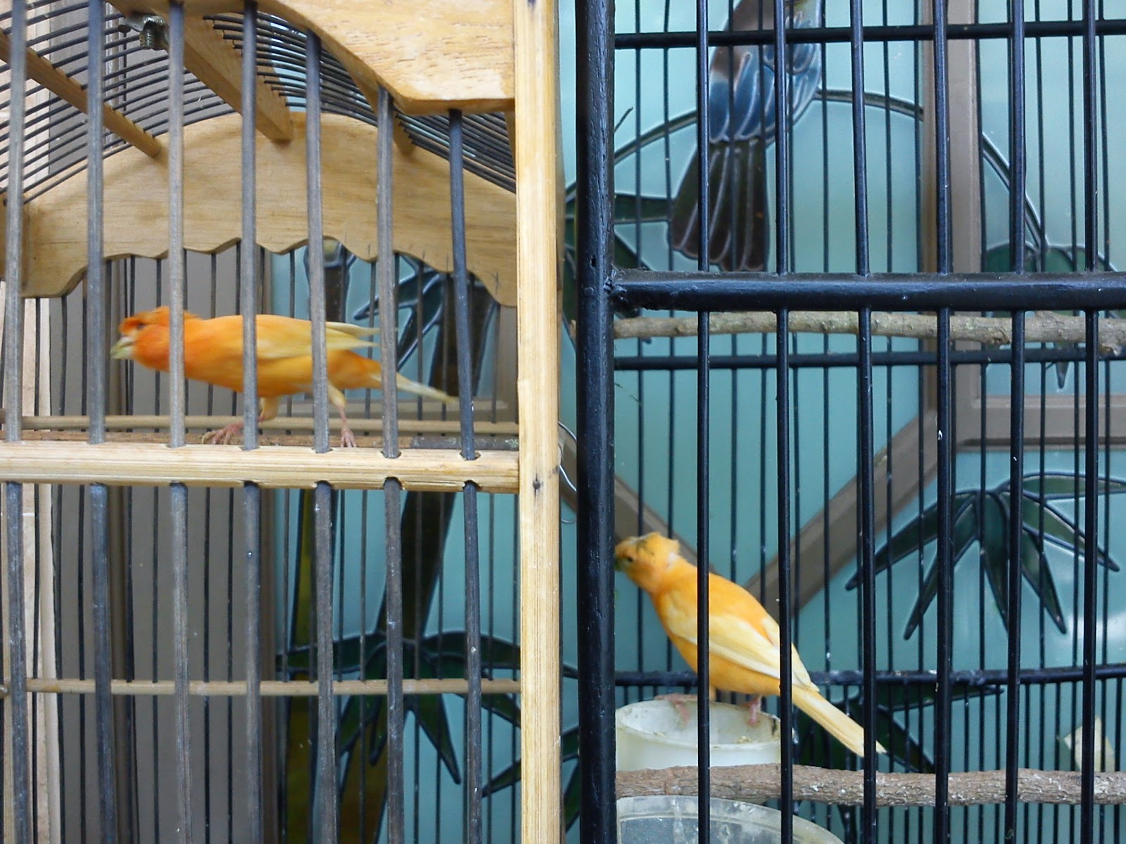 Kenari stafford lokal, kenari merah jambul - Trend burung