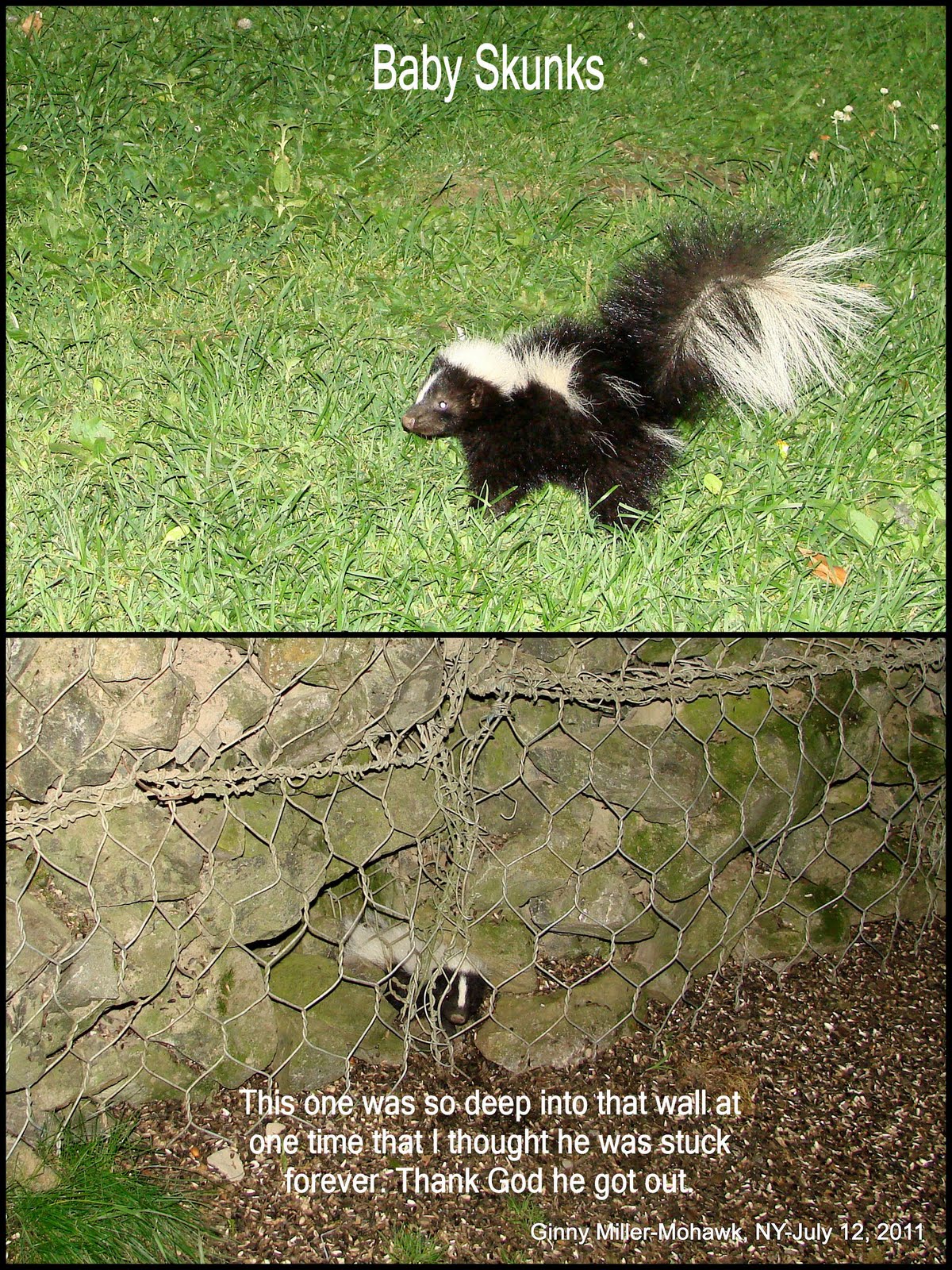 Photography By Ginny: July 12th-13th Critters-Skunks-Foxes-Doe-Fawn