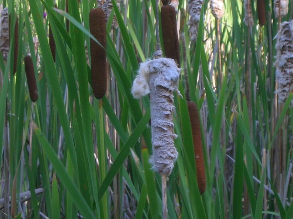 Nature Abhors a Garden: Broad-Leaf Cattail