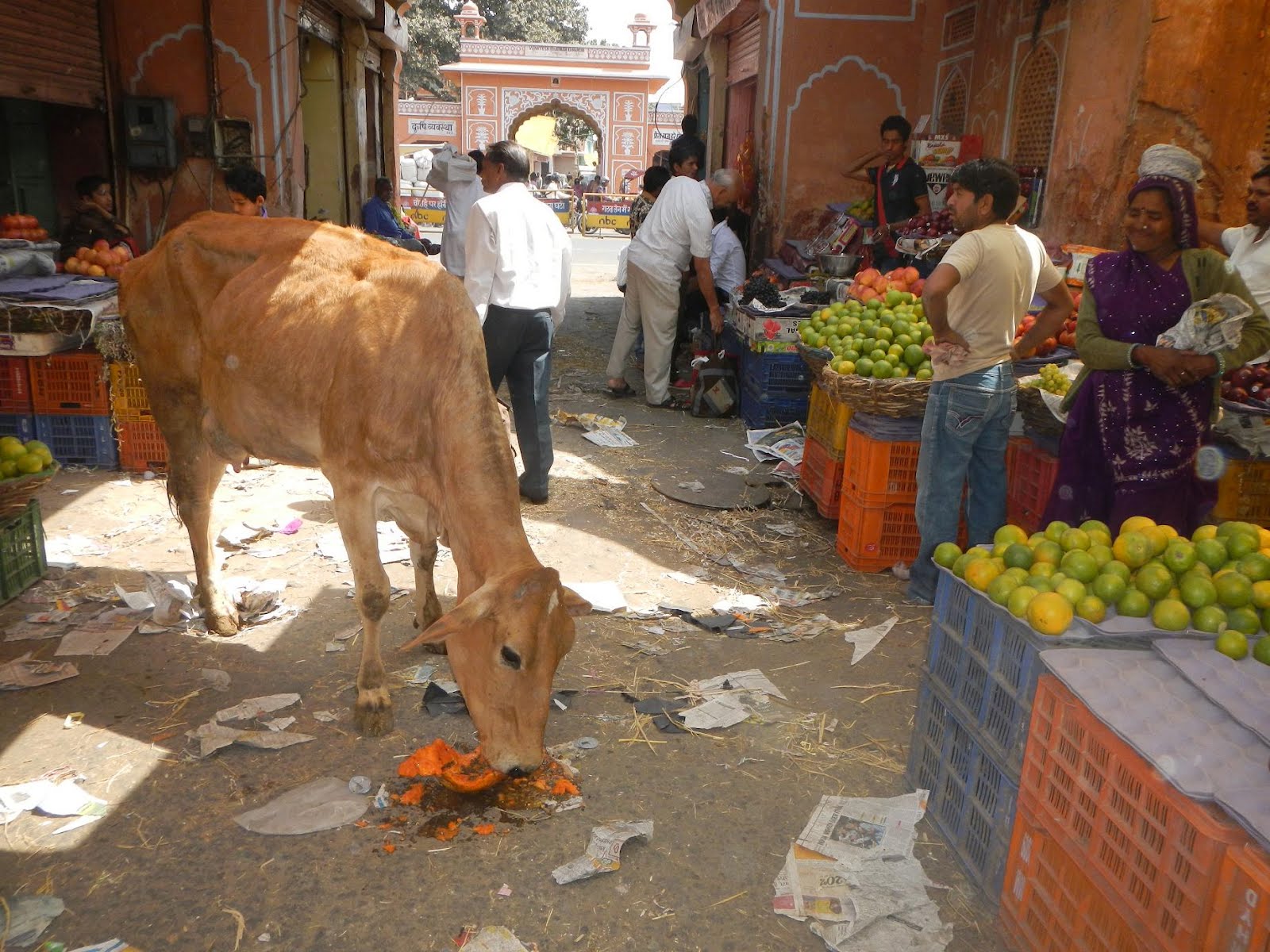 India-Nepal-Thailand: Camel Safari and Jaipur