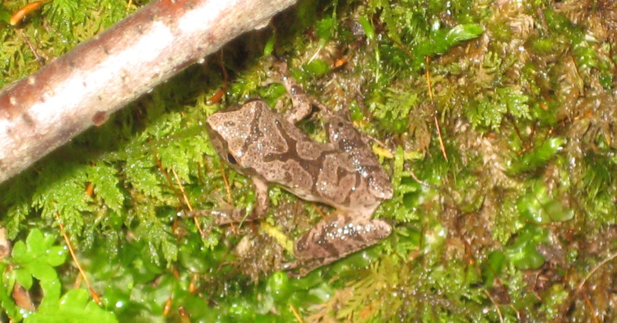 Bats (and other wildlife) of Northwest Ohio: Species Profile: Northern ...