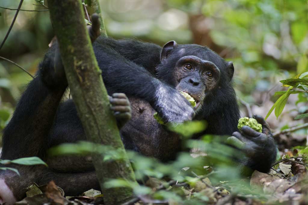 Chimpanzee | The Biggest Animals Kingdom